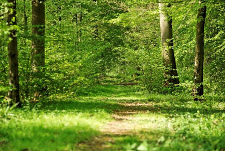 Parc naturel régional de Scarpe-Escaut : balade nature Lille - Citizenkid