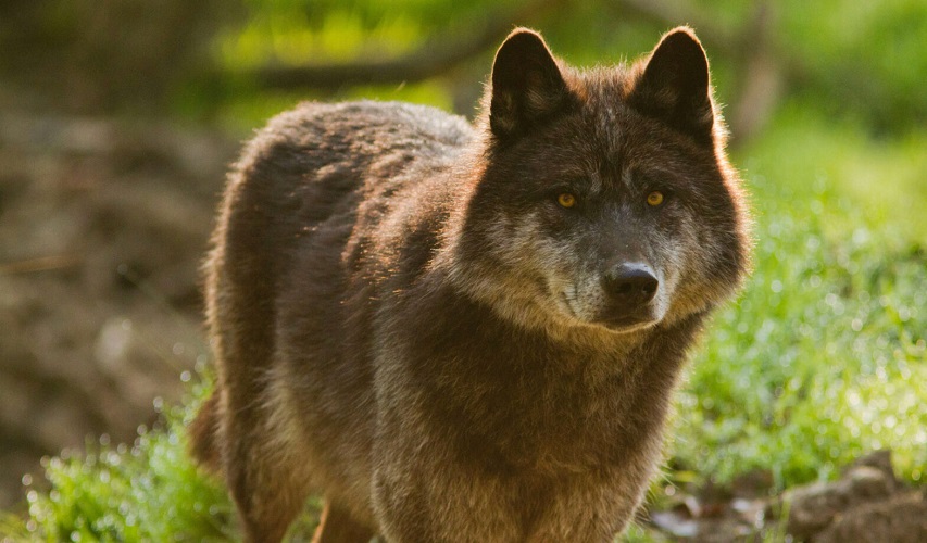 Le Parc animalier de Sainte-Croix près de Strasbourg - Citizenkid
