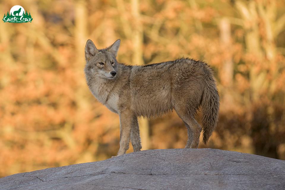Le Parc animalier de Sainte-Croix près de Strasbourg - Citizenkid
