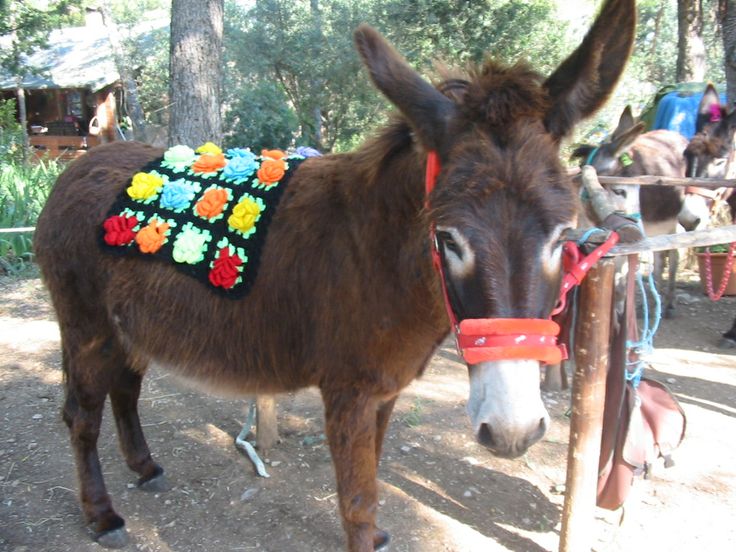 Association Beau Nez d'Âne, découvrez le plaisir de la randonnée en âne ...