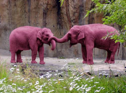 Des éléphants roses à Nantes pour le 1er avril 2017 - Citizenkid