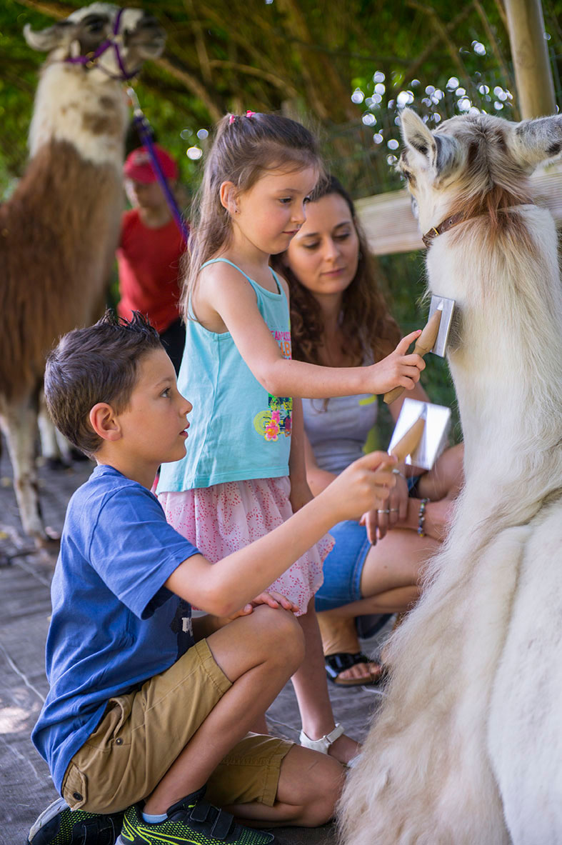 Les Lamas et le Safran de Salagine : approche des animaux et balade en ...