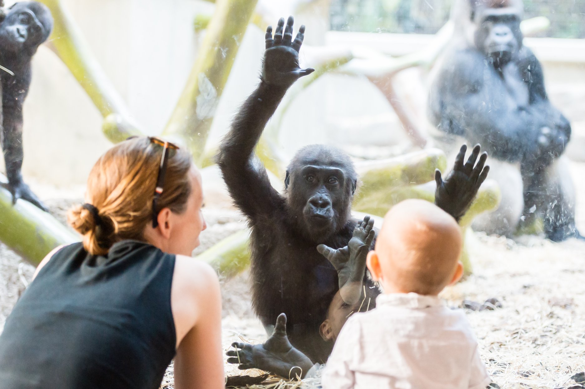 Zoo de Bâle : grand zoo pour les enfants et activités en famille près ...