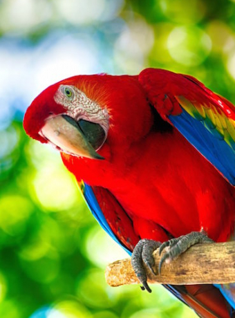 Parrot World : parc animalier en famille près de Paris - Citizenkid