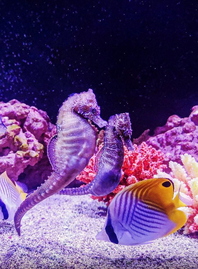 Aquarium d'Amnéville, visite à faire avec les enfants - Citizenkid