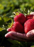Cueillette à la ferme à Lyon : ramassez vos fruits et légumes - Citizenkid