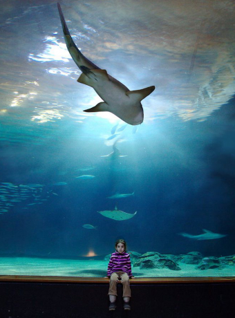 Aquarium de Lyon : découvrez des poissons en famille - Citizenkid