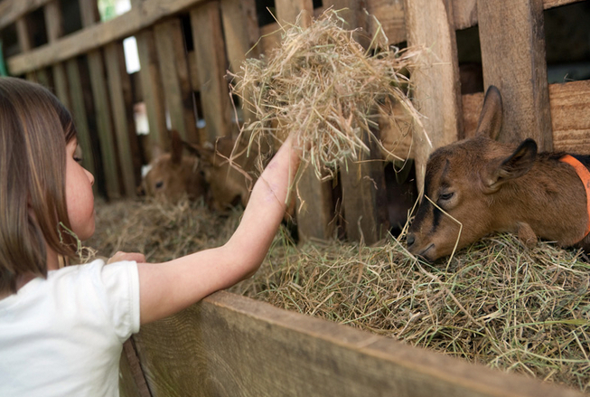 Top des fermes pédagogiques de Paris avec les enfants - Citizenkid