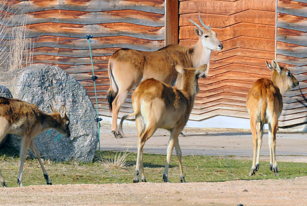 Zoo de Lyon au Parc de la Tête d'Or : visite en famille dans les ...