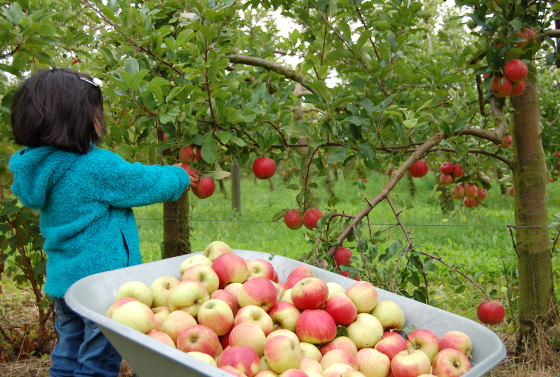 Top des cueillettes en famille près de Lille : fermes Hauts-de-France ...
