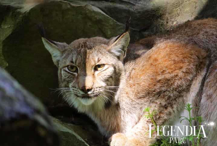 Legendia Parc : parc animalier à découvrir en famille avec des ...